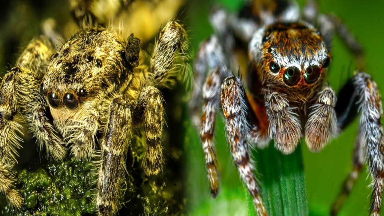JENIS LABA-LABA KECIL,ARANEUS,FALSE WIDOW,TEGENARIA,ANT SPIDER ...