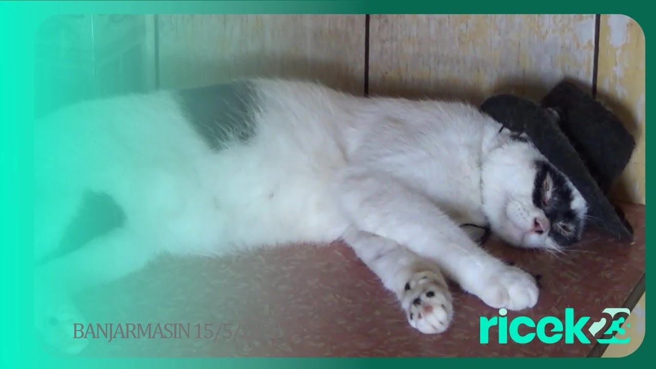 Kucing Zorro Asal Banjarmasin Ditawar Ratusan Juta Rupiah - YouTube