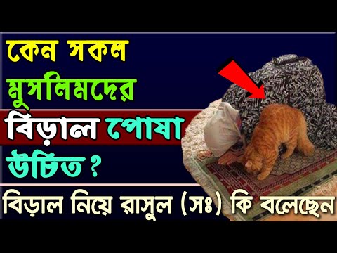 কেন সকল মুসলিমদের বিড়াল পোষা উচিত? বিড়াল নিয়ে রাসুল (সঃ) কি বলেছেন || Alorpoth