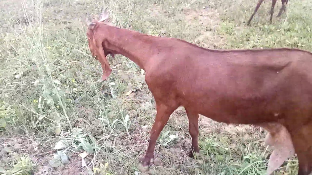 Damani Goats of saleem malana| Goat farming دامانی بکریوں کا ریوڑ سلیم ...