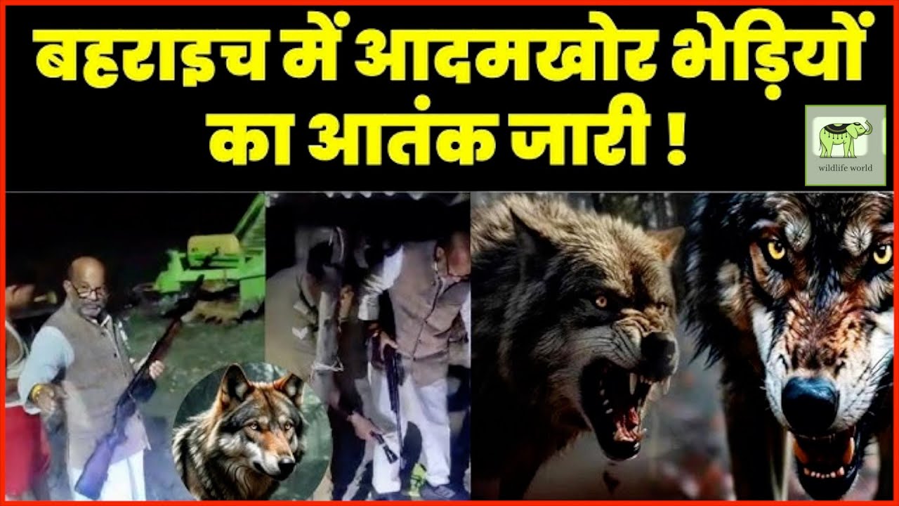 Bahraich Man Eating Wolf बहराइच में आदमखोर भेड़ियों का आतंक #bahraich # ...