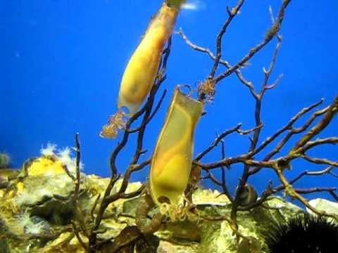 Blijdorp, 3 augustus 2010, haaien eieren - YouTube