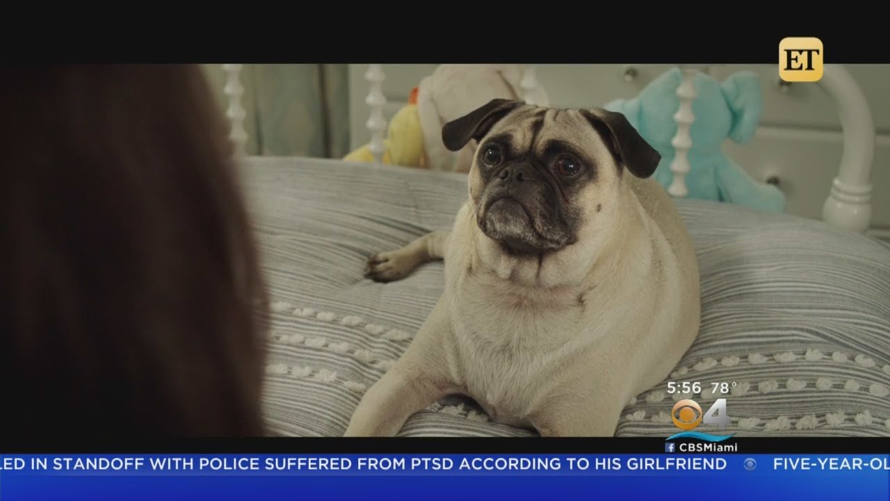 Friday Flix: Dog Days - YouTube