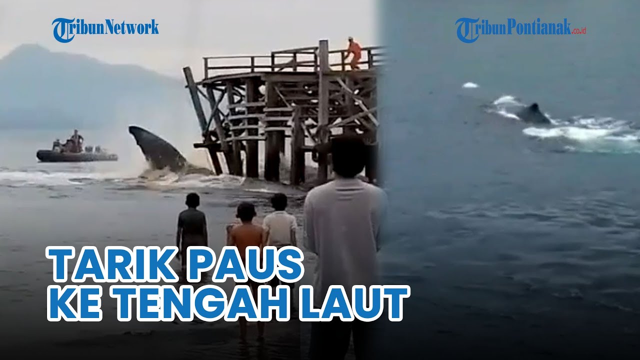 Proses Nelayan, Polairud & TNI Selamatkan Paus yang Terdampar Hingga Ke ...