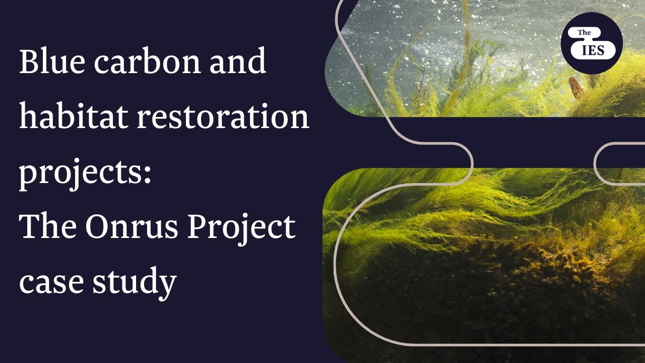 Blue carbon and habitat restoration projects - The Onrus Project case ...