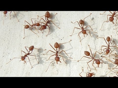 Weaver ants vs one black ant