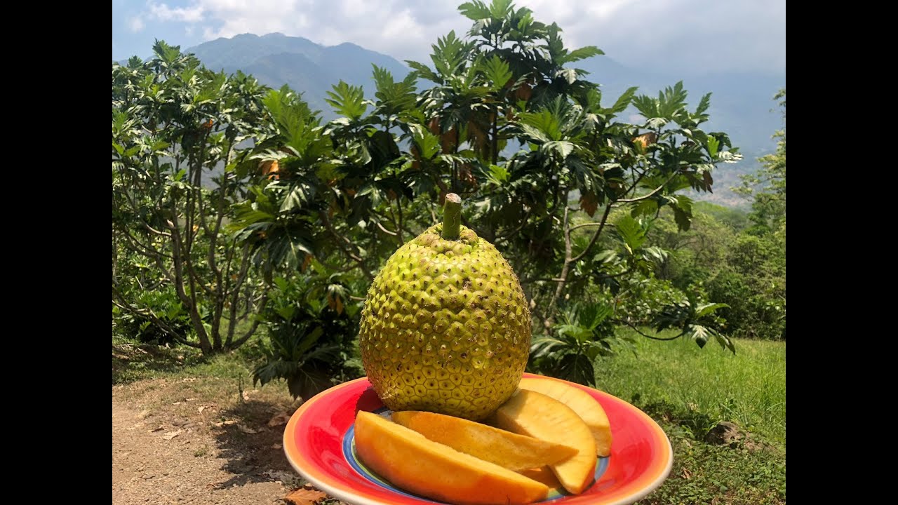 presenting how to pick ripe breadfruit - YouTube