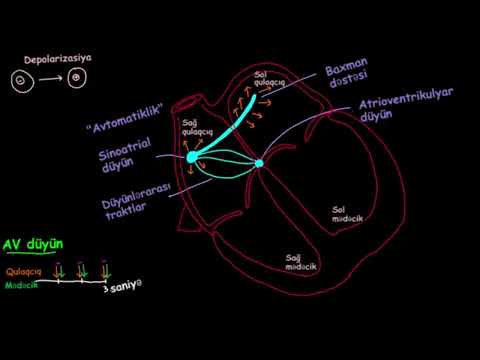 Ürəyin elektrik sistemi