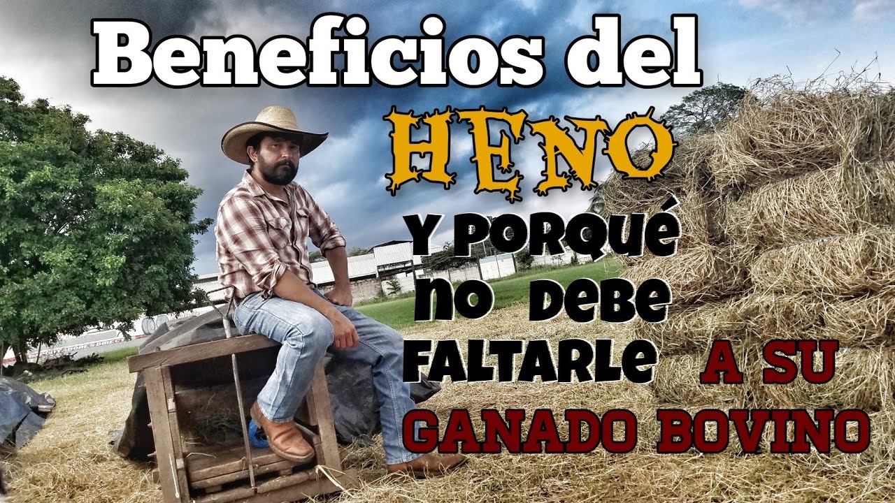 El Heno Es Bueno Para Las Perreras