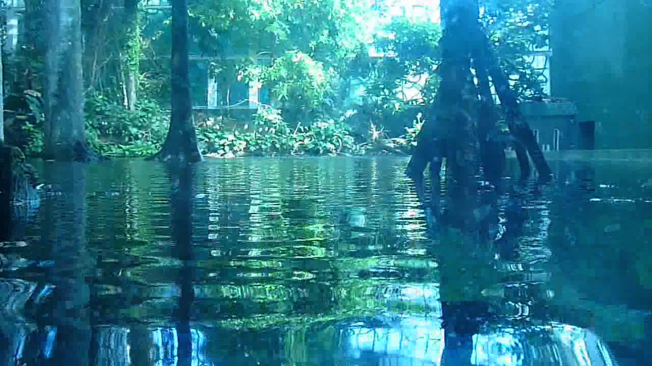 CosmoCaixa - Bosque inundado.avi - YouTube