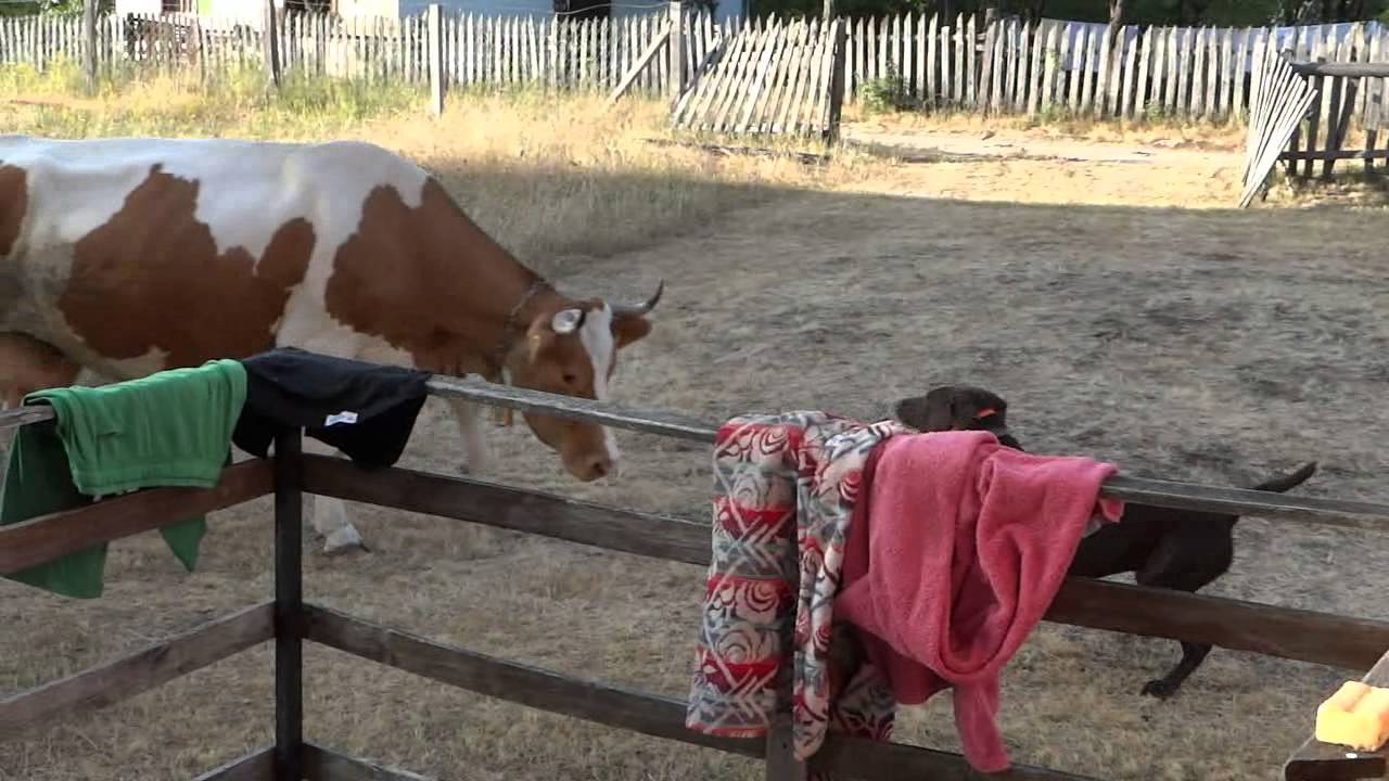 German Shorthaired Pointer Herding Cows-GSP, part two - YouTube
