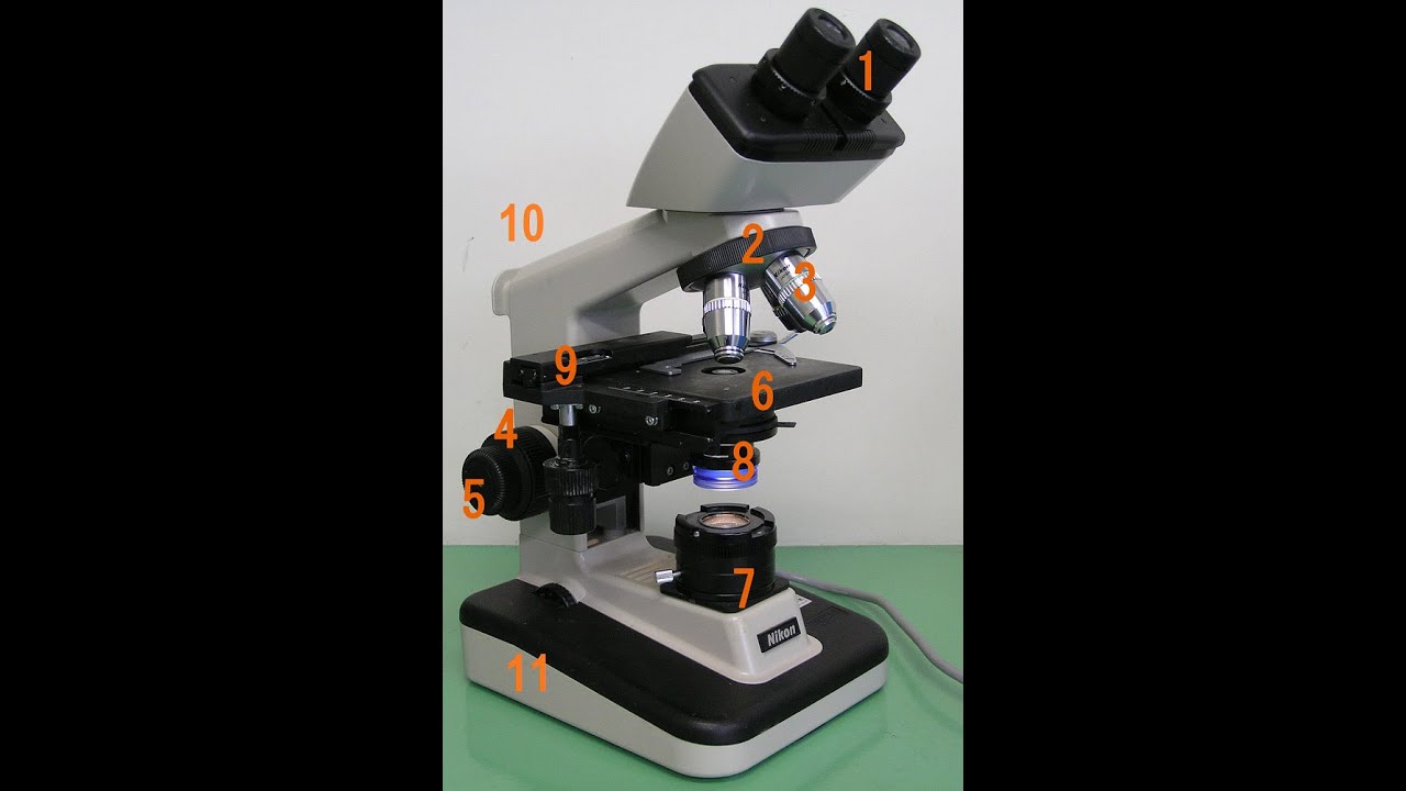 Componentes de un Microscopio - YouTube