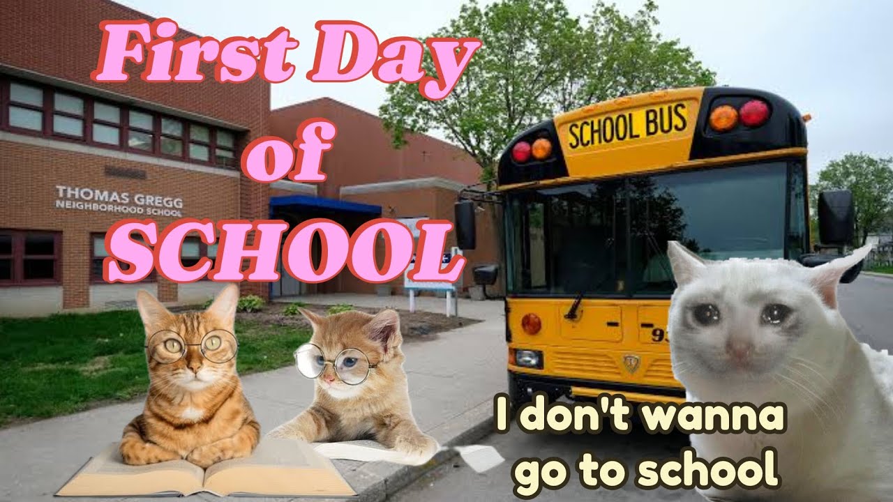 this is what happens on the first day of school | cat memes 😹🤣 - YouTube