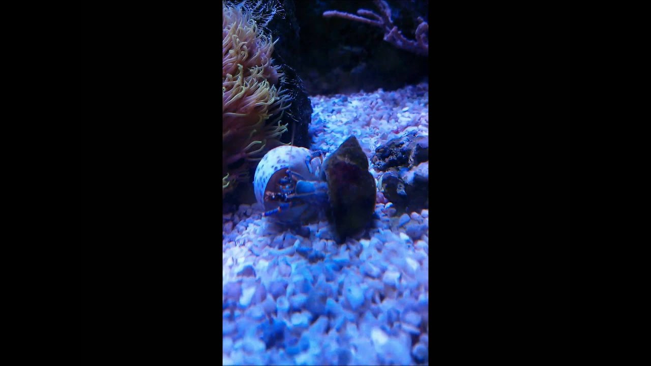 clibanarius tricolor, cambio de concha. - YouTube