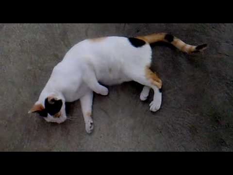 how do cats flirt? - YouTube