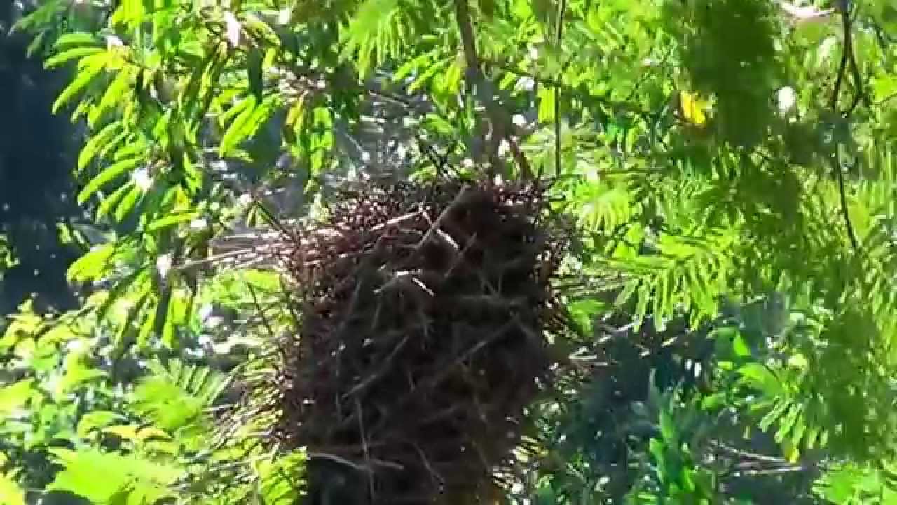 GREATER THORNBIRD SINGING, (PHACELLODOMUS RUBER), GRAVETEIRO, Nesting ...