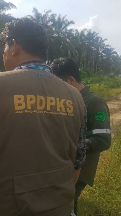 cek fisik replanting bpdp-ks dari sucofindo - YouTube