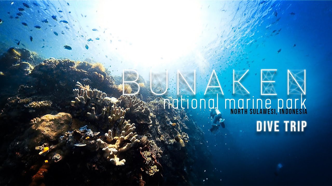 VLOG | Wall Dive di Bunaken, Sulawesi Utara | DIVE TRIP - YouTube