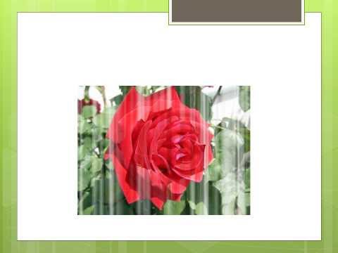 aşık olmak böyle olsa gerek