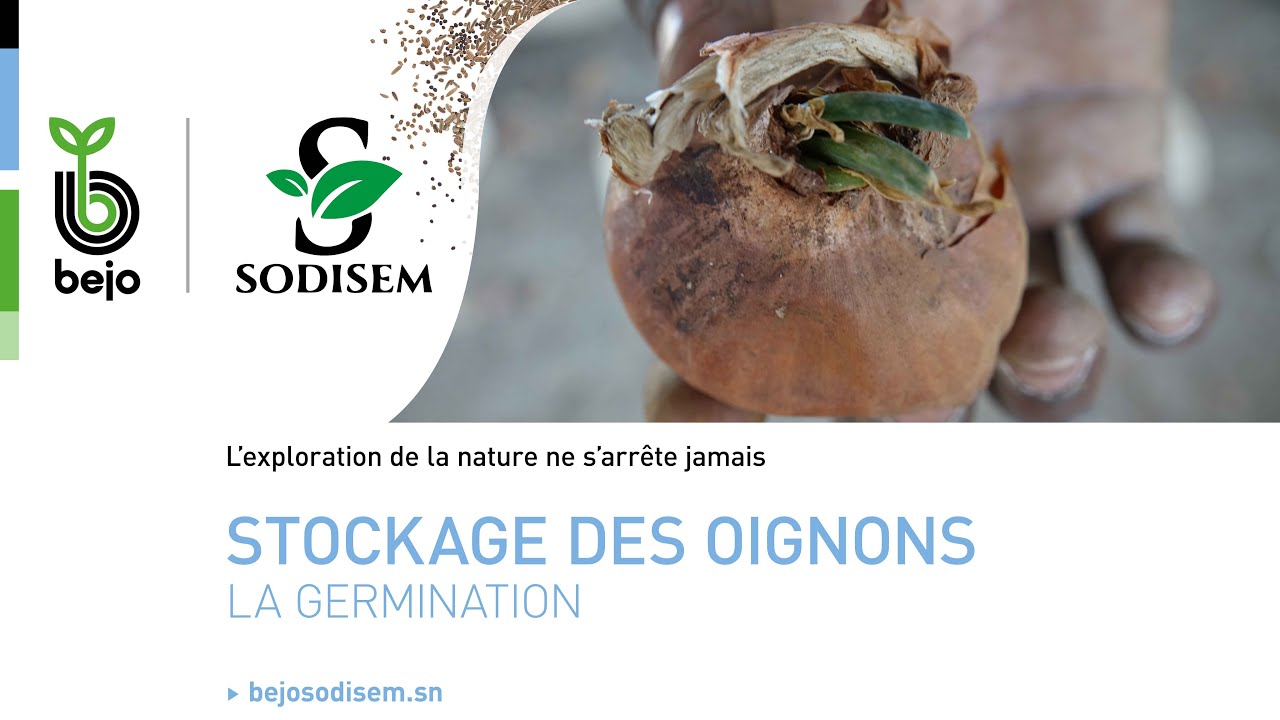 Germination des oignons pendant le stockage - YouTube