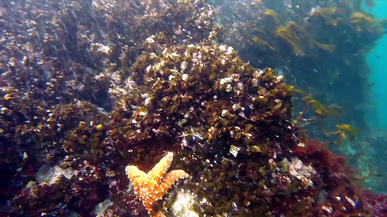 Snorkeling in Channel Islands National Park - YouTube