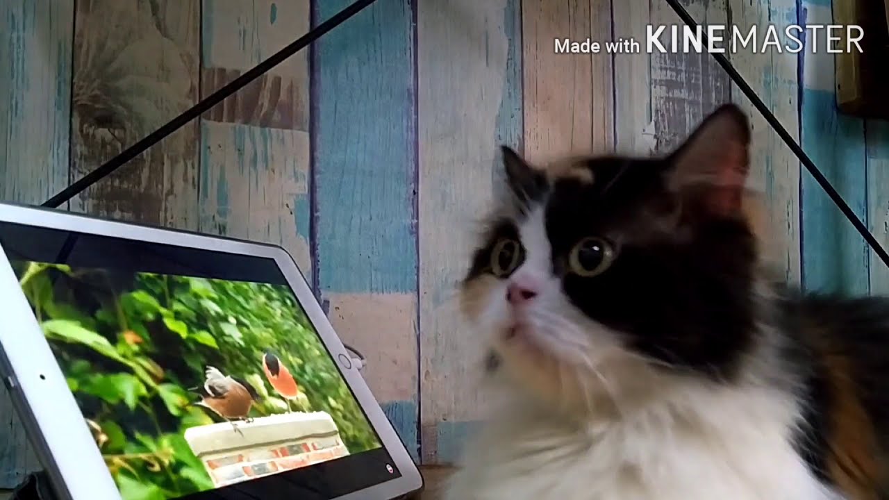 Cute cat watching birds #animals #pets - YouTube