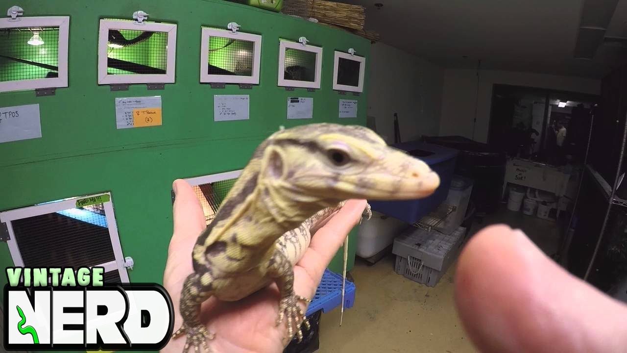 #4 - Interaction with your new Monitor Lizard (4 of 4) - YouTube