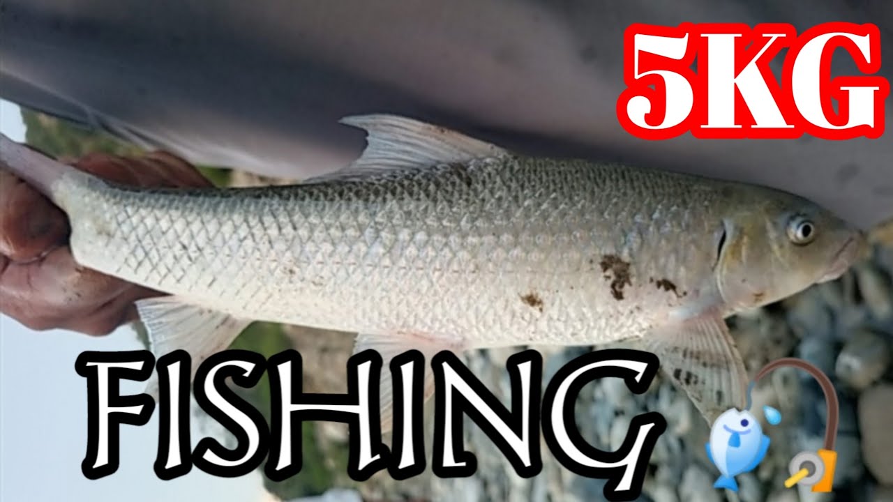 Fishing | Fish Hunting | Fishing hunting | 5KG Fish | Fish Hunting ...