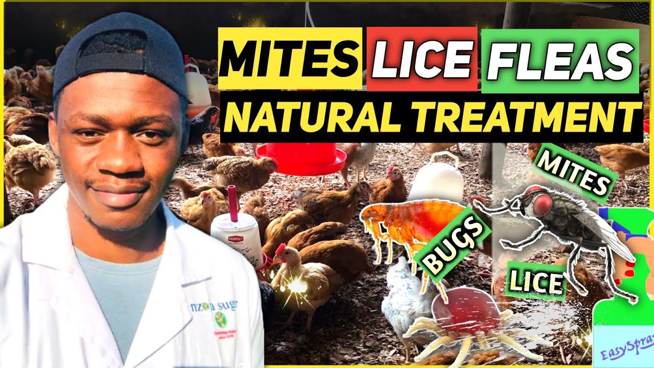 Complete Guide To Chicken Parasites :Ectoparasites Part 1 - YouTube