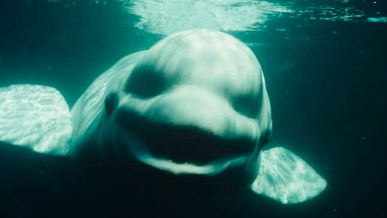 ¿Tienes Talasofobia? - YouTube