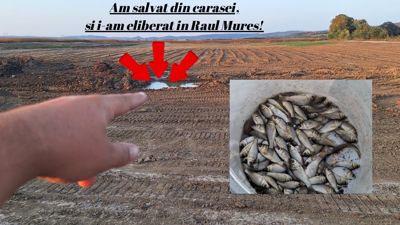 Am populat Raul Mures cu carasi, dintr o balastiera care se va astupa ...