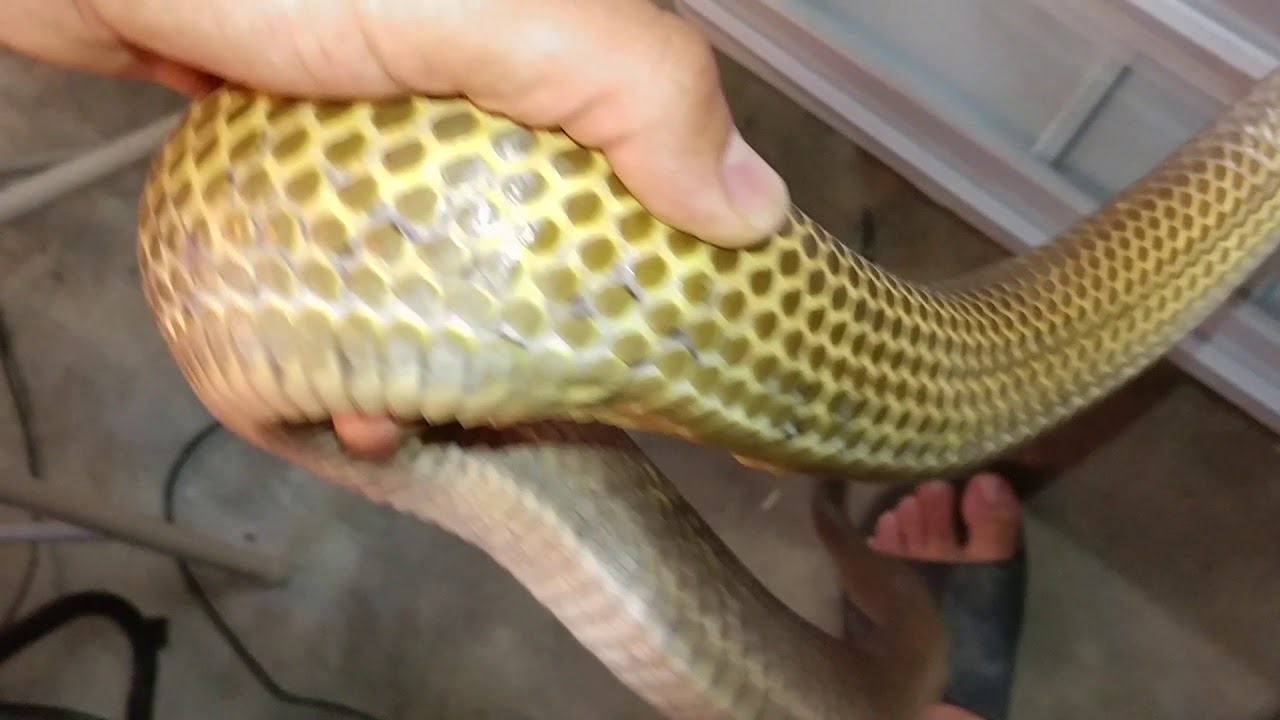 Uni-Color Cribo - YouTube