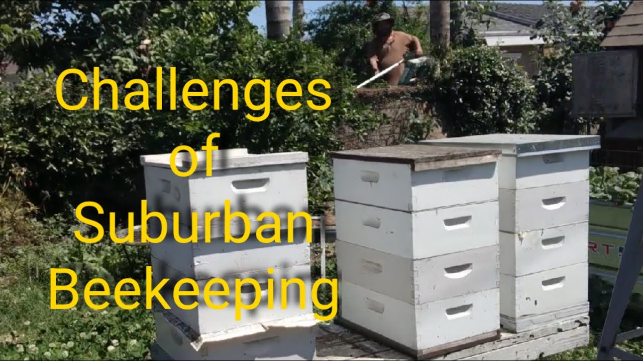 Gentle bees are crucial for the suburban backyard beekeeper - YouTube