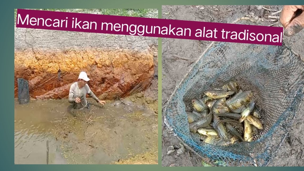 MENANGKAP IKAN MENGGUNAKAN ALAT TRADISIONAL#Mencari ikan #Menangkap ...