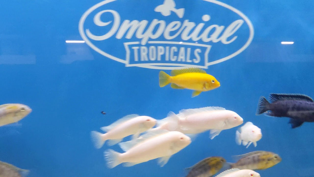 Metriaclima sp. Msobo Magunga pair with Red Cheeks and Albino C ...