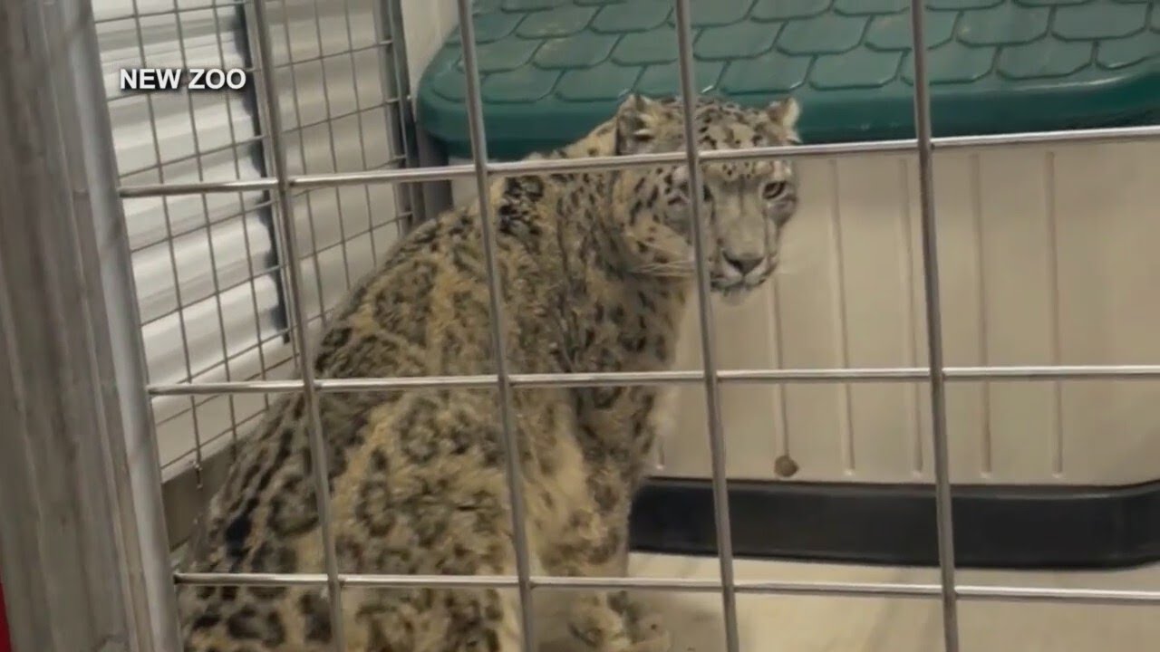 NEW Zoo welcomes new snow leopard - YouTube