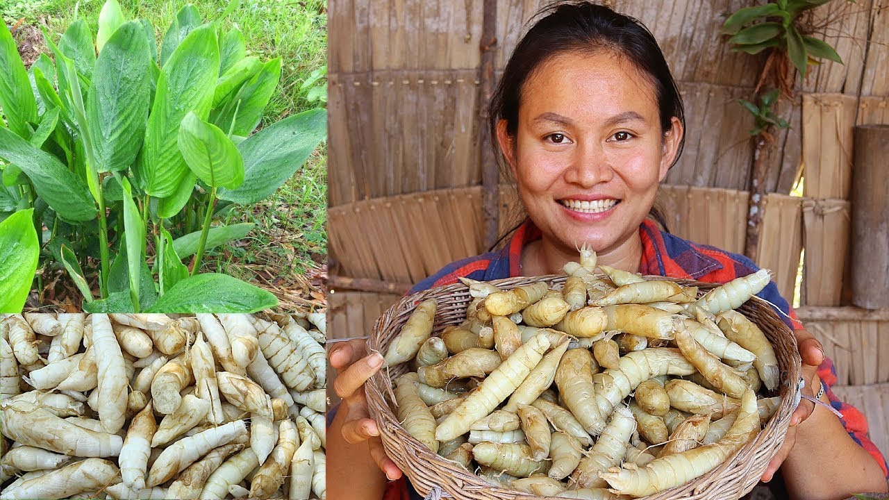 how to digging arrowroot near my house to cook for food, Arrowroot ...