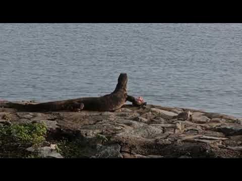 Monitor Lizard eating at Pasir Ris Park Singapore - YouTube