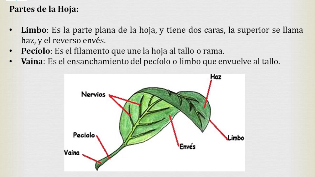 BIOLOGIA II Partes de una Planta - YouTube