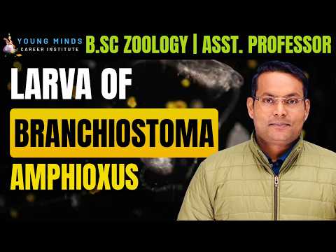 Larva of Branchiostoma | B.Sc Zoology