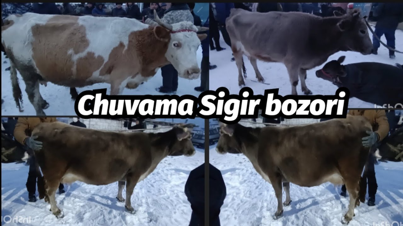 Izbosgan Chuvama Sigir bozori narxlari 18-dekabr - YouTube