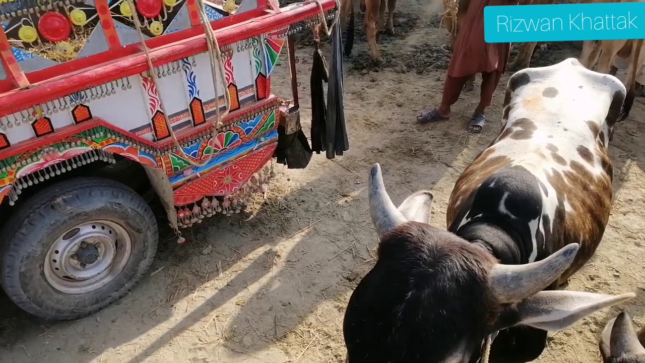 Ikram Eid Bulls |Qurbani k Bachray srf 150000 |Eid Cattles |Sahiwal k ...