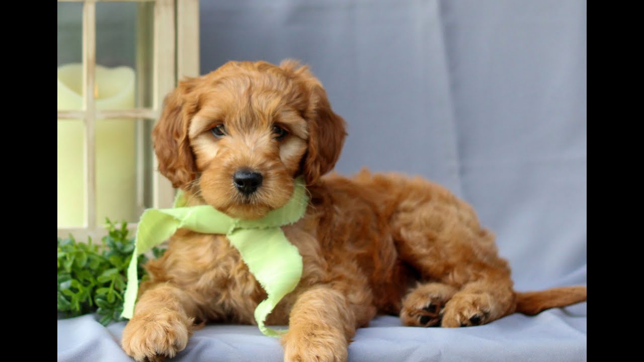 Mini Irish Doodle Puppy for Sale - YouTube