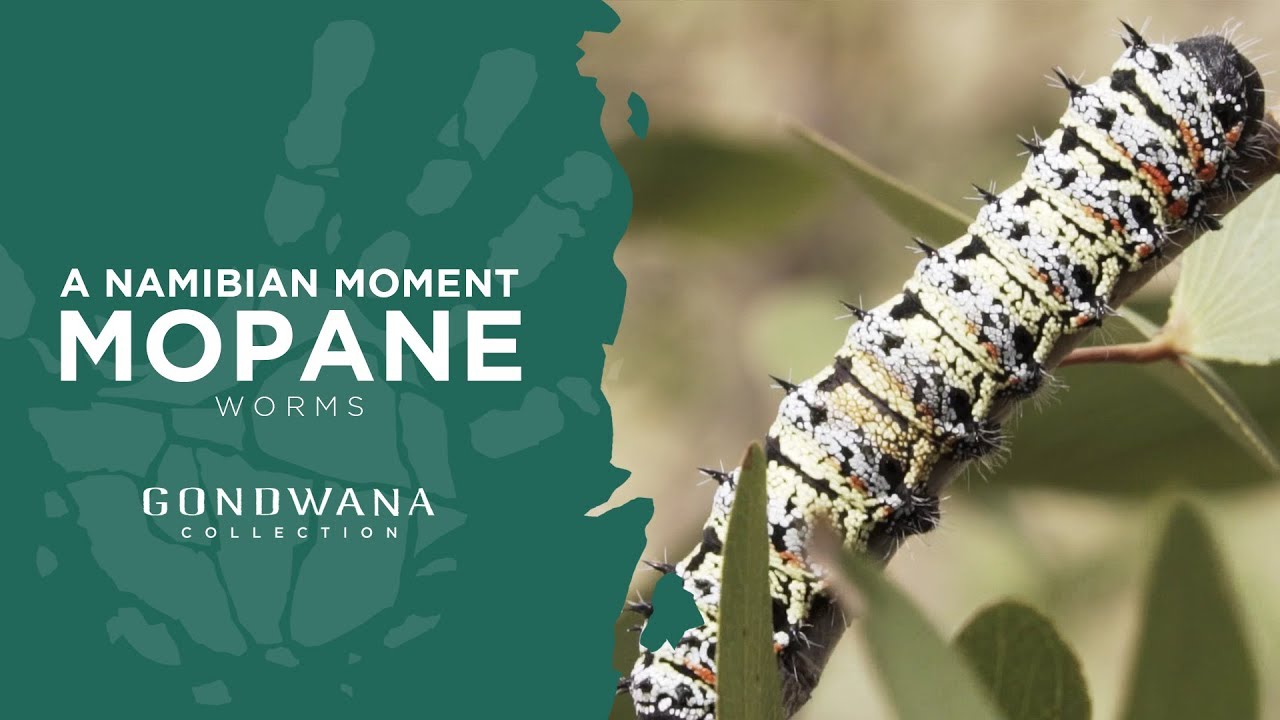 Mopane Worms a Namibian Delicacy - YouTube