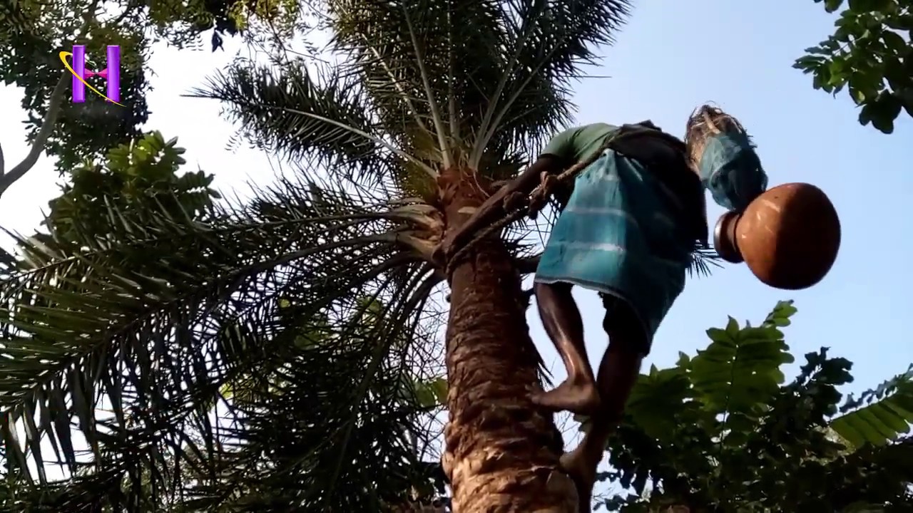 Khejur rosh | Dates | Palm sap collection simple and awesome technique ...