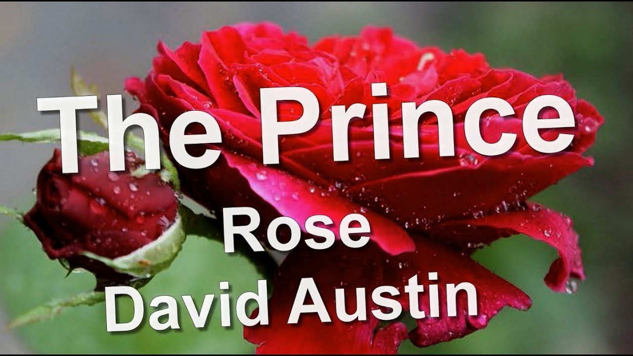 The Prince Rose David Austin - YouTube