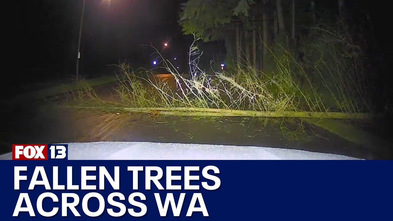 Massive trees down from Lake Stevens to Mill Creek | FOX 13 Seattle ...