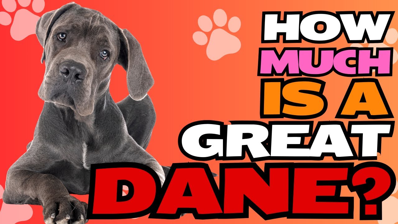 How Much is a Great Dane? | Cost Breakdown & Essential Guide 🐾 - YouTube