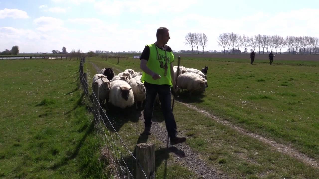 Schapen hoeden in West Zeeuws-Vlaanderen - YouTube