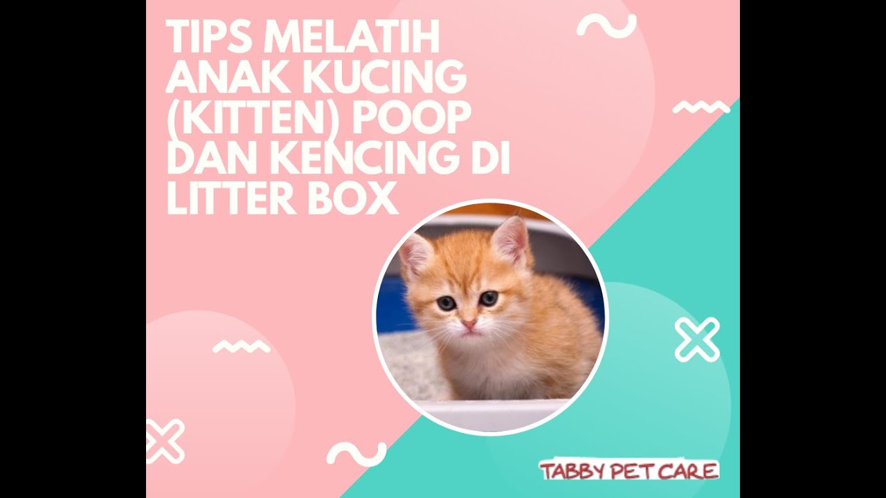 TIPS MELATIH ANAK KUCING (KITTEN) POOP DAN KENCING DI LITTER BOX - YouTube